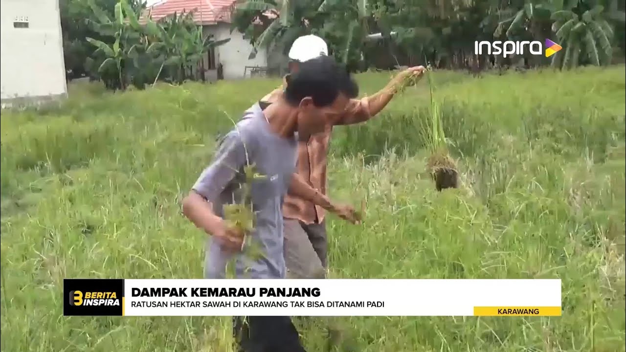 DAMPAK KEMARAU PANJANG, RATUSAN HEKTAR SAWAH DI KARAWANG TAK BISA DITANAMI PADI - INSPIRA TV